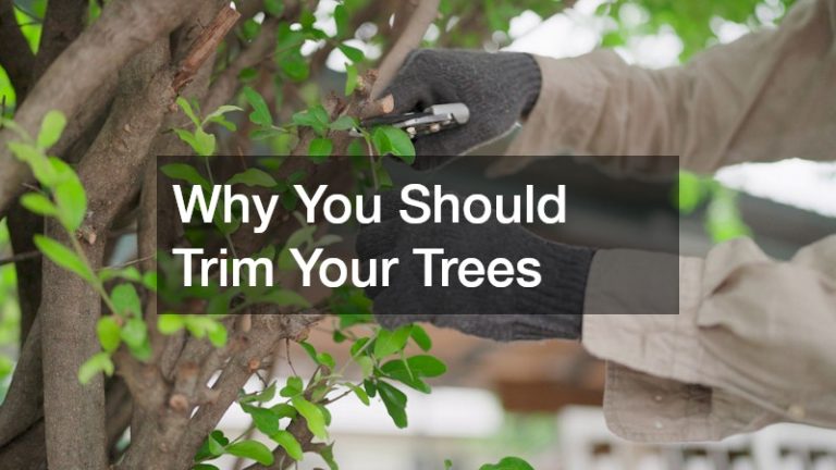Why You Should Trim Your Trees - Tree Trimming and Landscape Design News